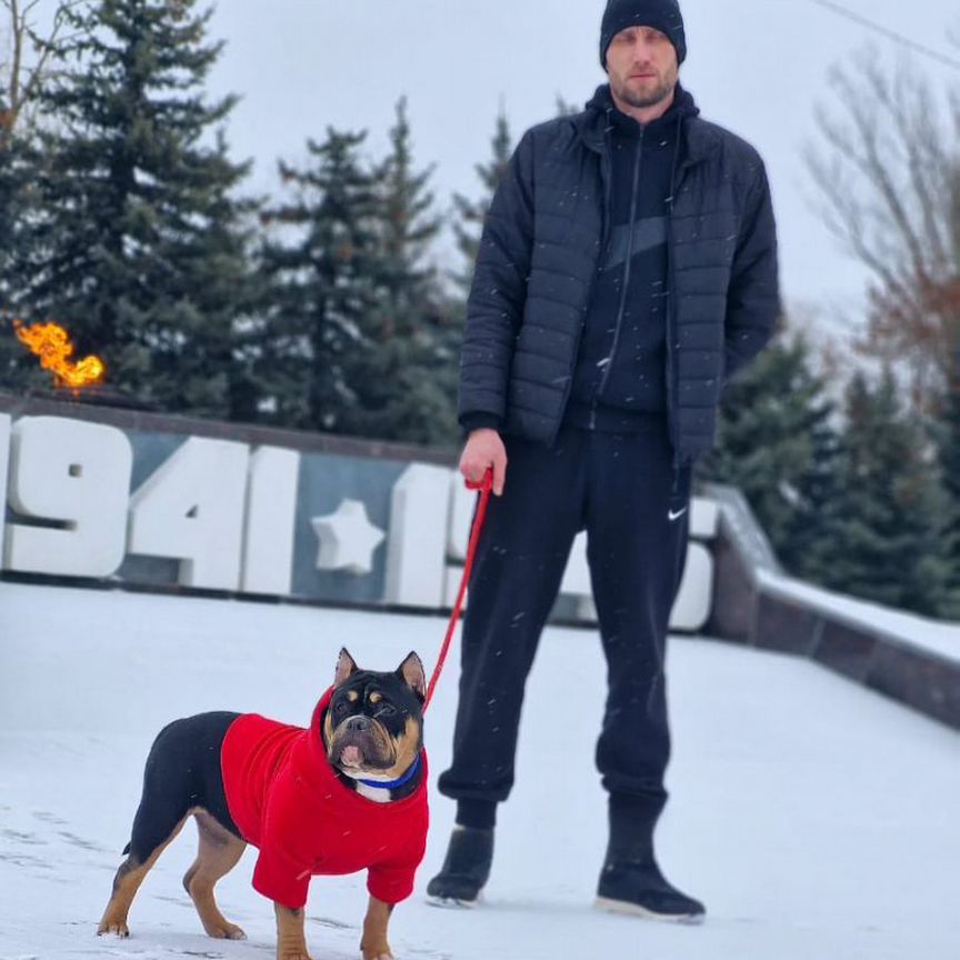 Девочка Американский Булли