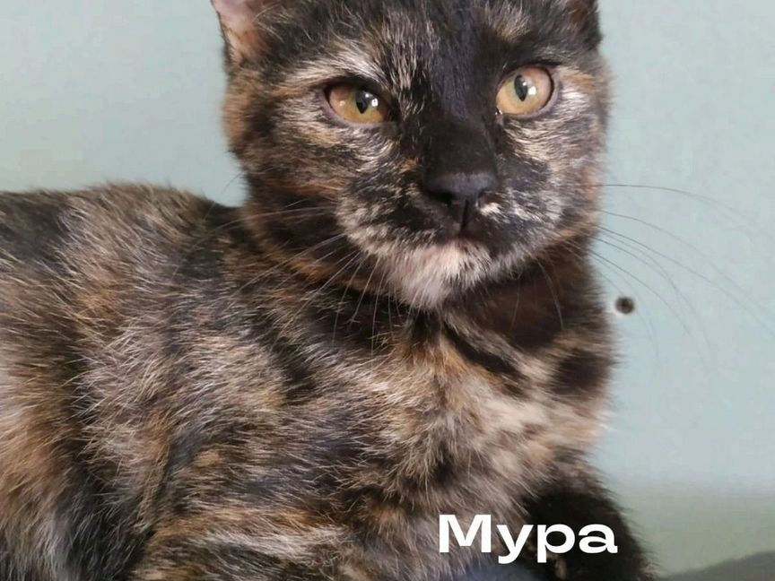 Мура и Аиша ищут дом