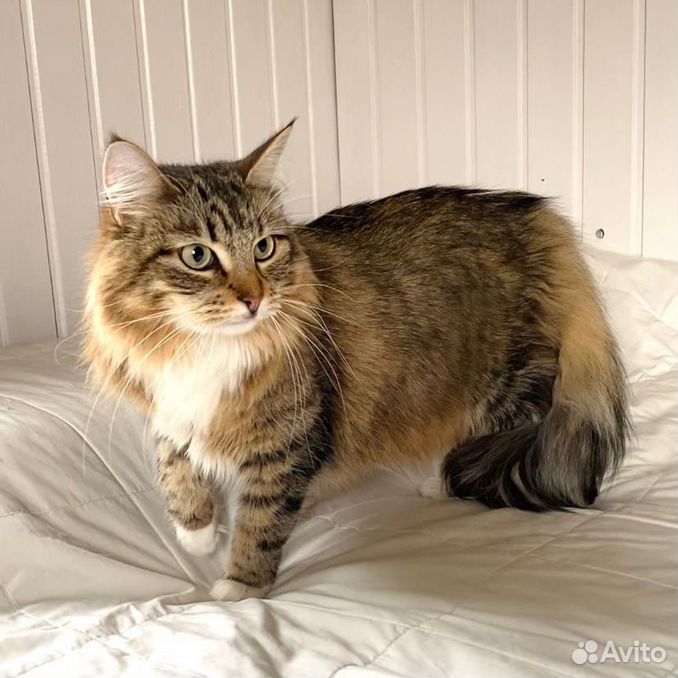 Очень умная, красавица кошка а-ля Сибирская