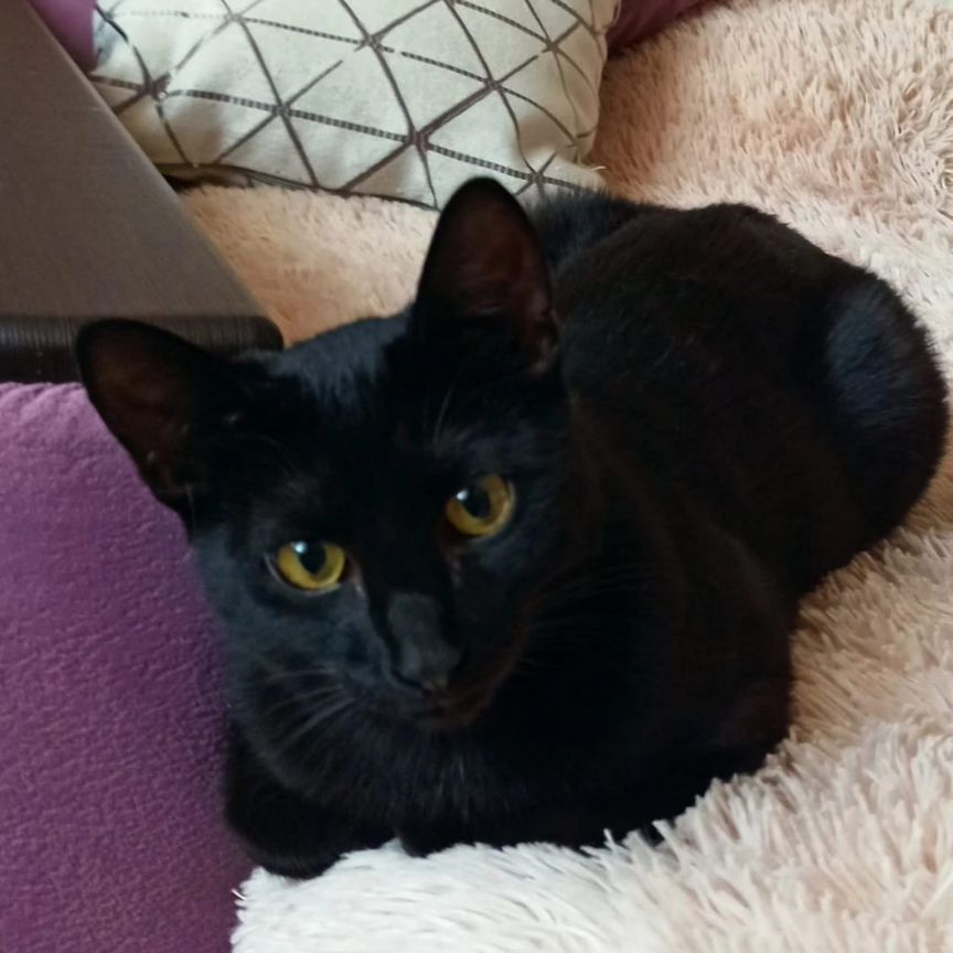 Кошечка. Пантера. Ищем ручки. Волгоград