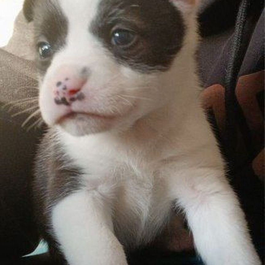 Щенок в добрые руки