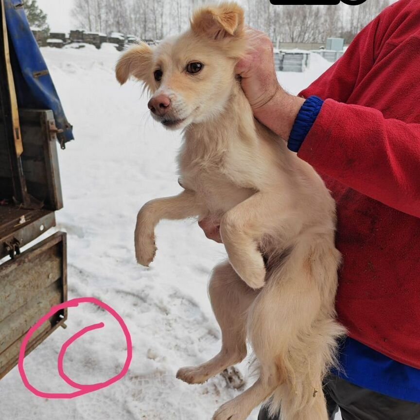 Взрослая собака в добрые руки