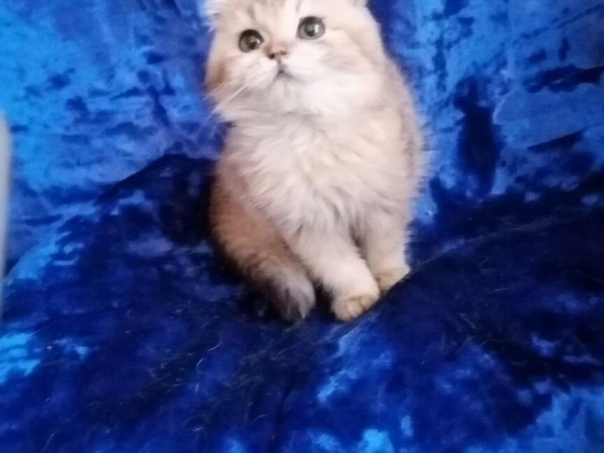 Золотая шиншилла от Чемпиона