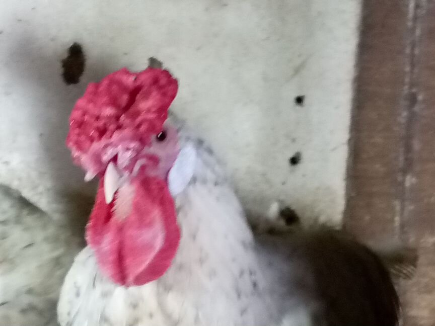 Куры молодки, петушки породистые