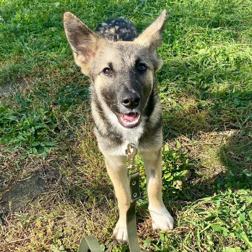 Щенок в добрые руки