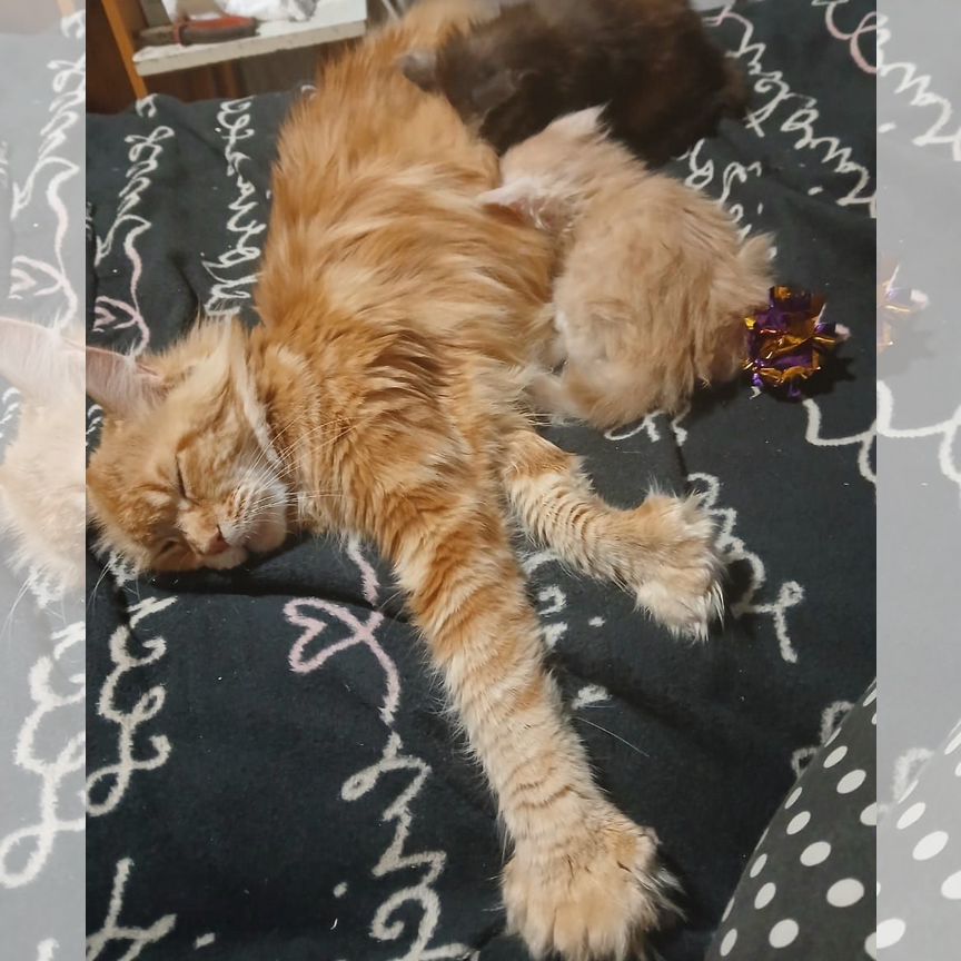 Мейн-кун котёнок