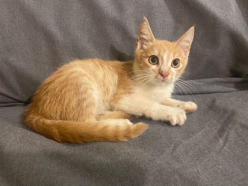 Рыжий котёнок в добрые руки
