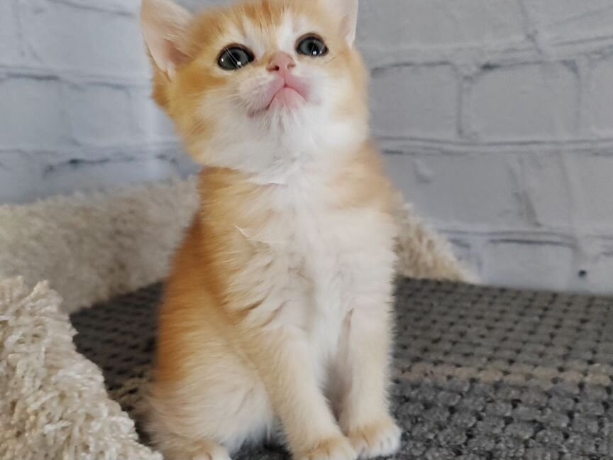 Британские котята