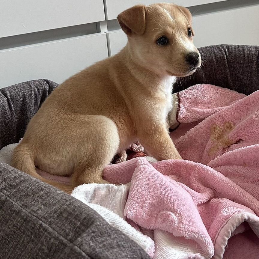 Щенок в добрые руки