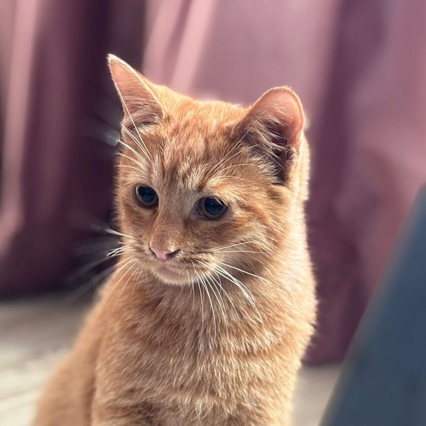 Котик Тошенька