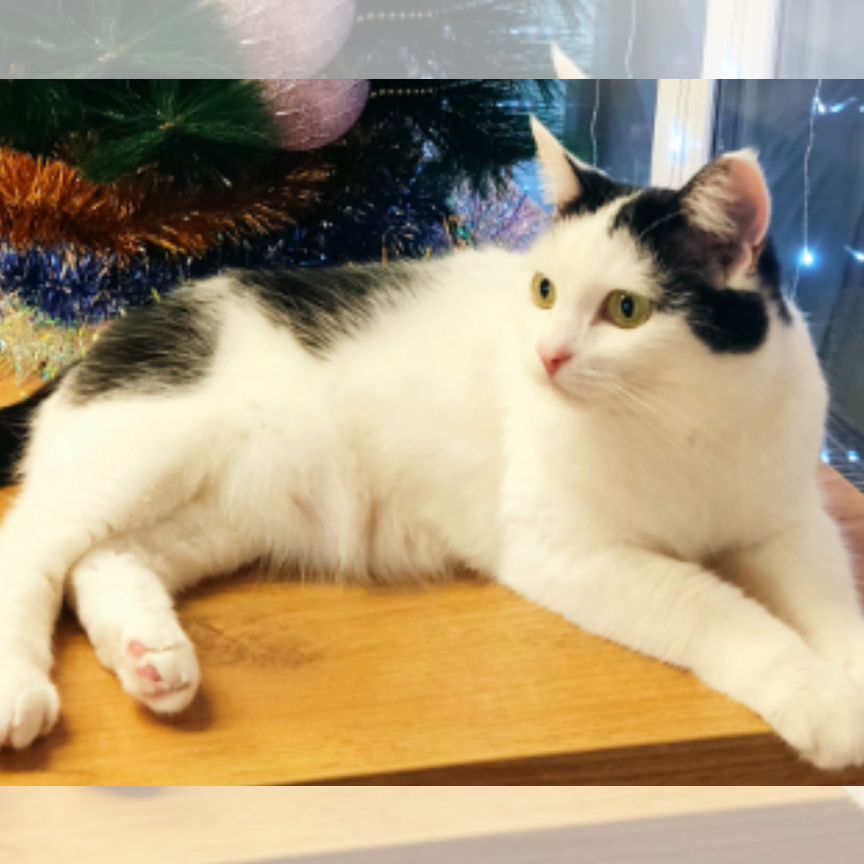 Потерялась кошка 30.12.24 Волчанск