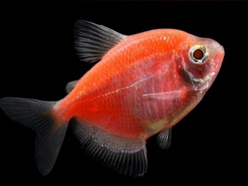 Аквариумные рыбки Тернеция гло