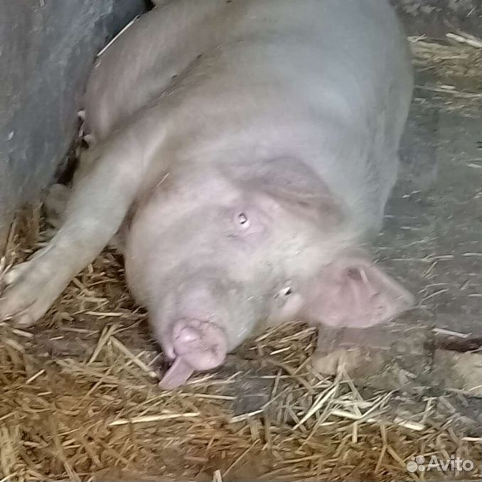 Поросенок ландрас, русская белая