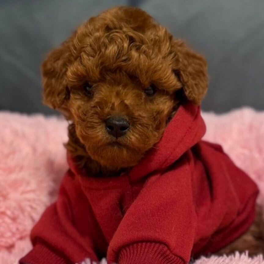 Той-пудель, щенок