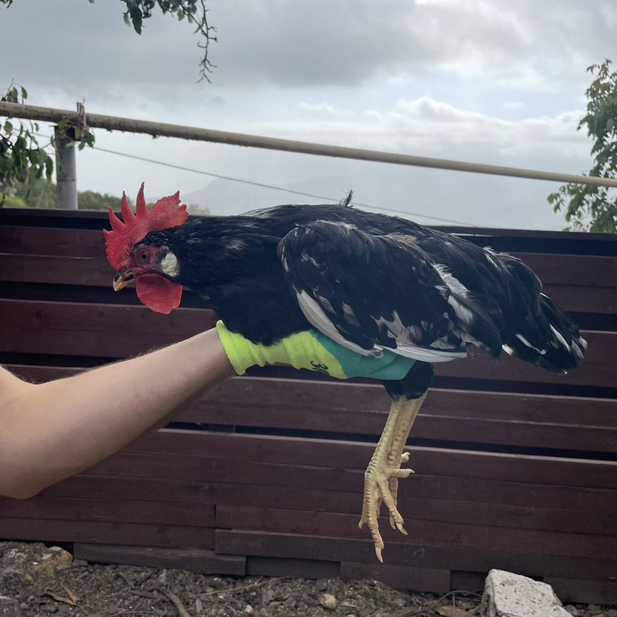 Продам петуха Легорна