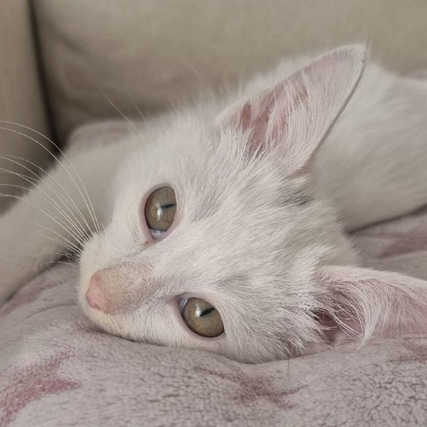 Котенок