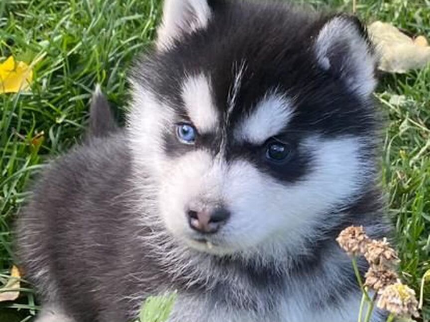 Продаются щенки Чистокровные хаски