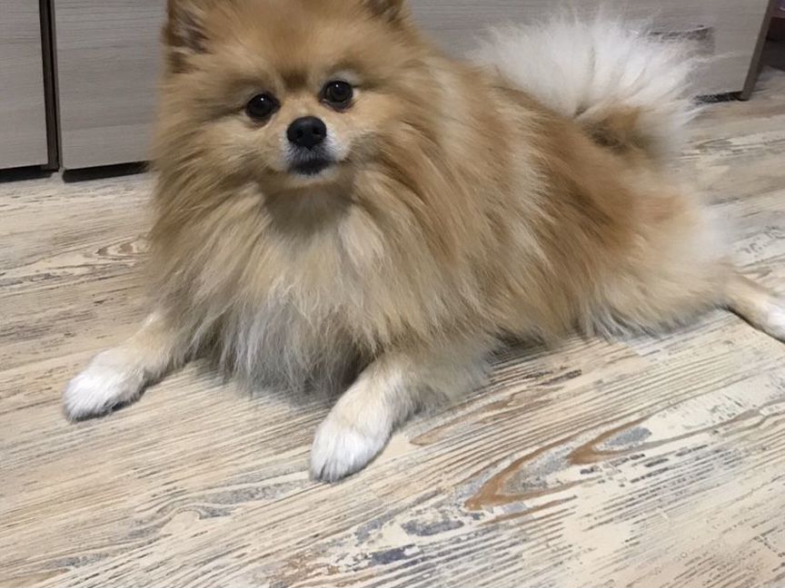 Шпиц мальчик ищет девушку