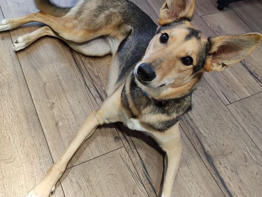 Собака в добрые руки