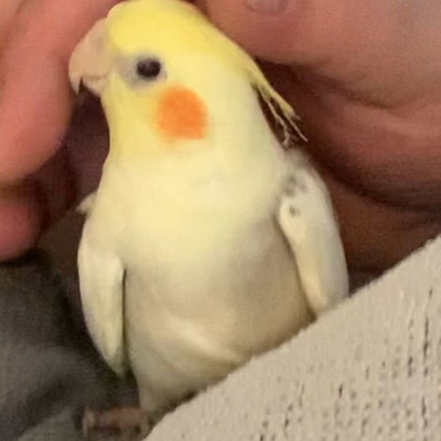 Попугай карелла