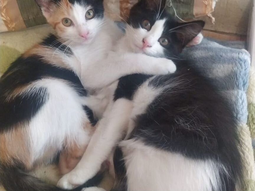 Кошки в добрые руки