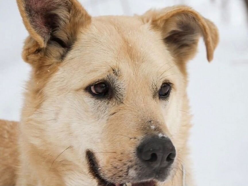 Грей В поисках дома
