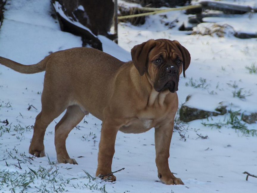 Предлагатся на условиях мальчик бордоского дога