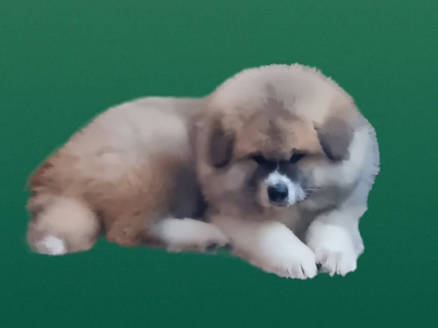 Акита ину щенки