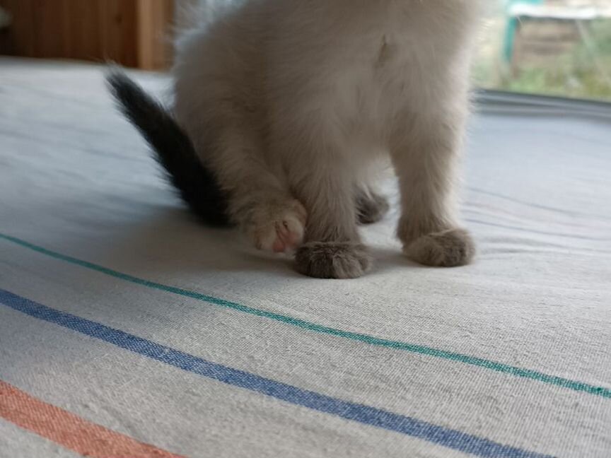 Кошка