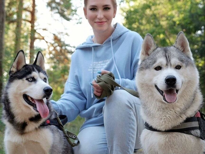 Сибирский хаски вязка