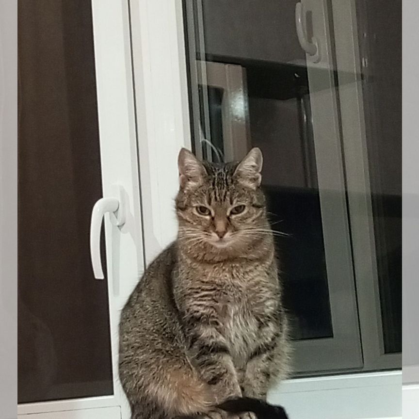 Кошки в добрые руки