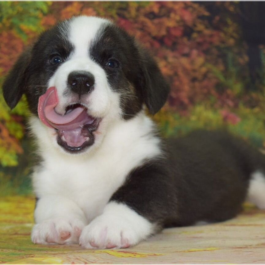 Кардиган вельш-корги щенок кобель