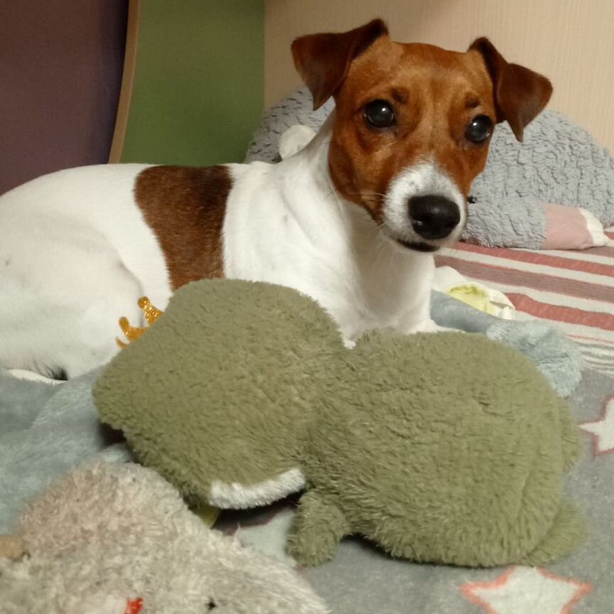 Джек-рассел-терьер, взрослая собака