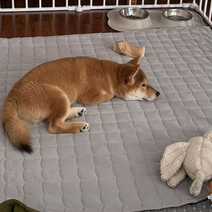 Вольер Dogland 72см