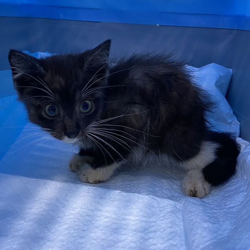 Котёнок в добрые руки