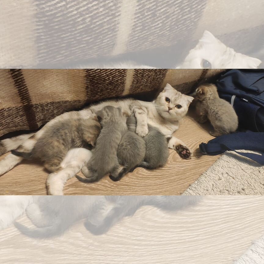 Шотландские котята