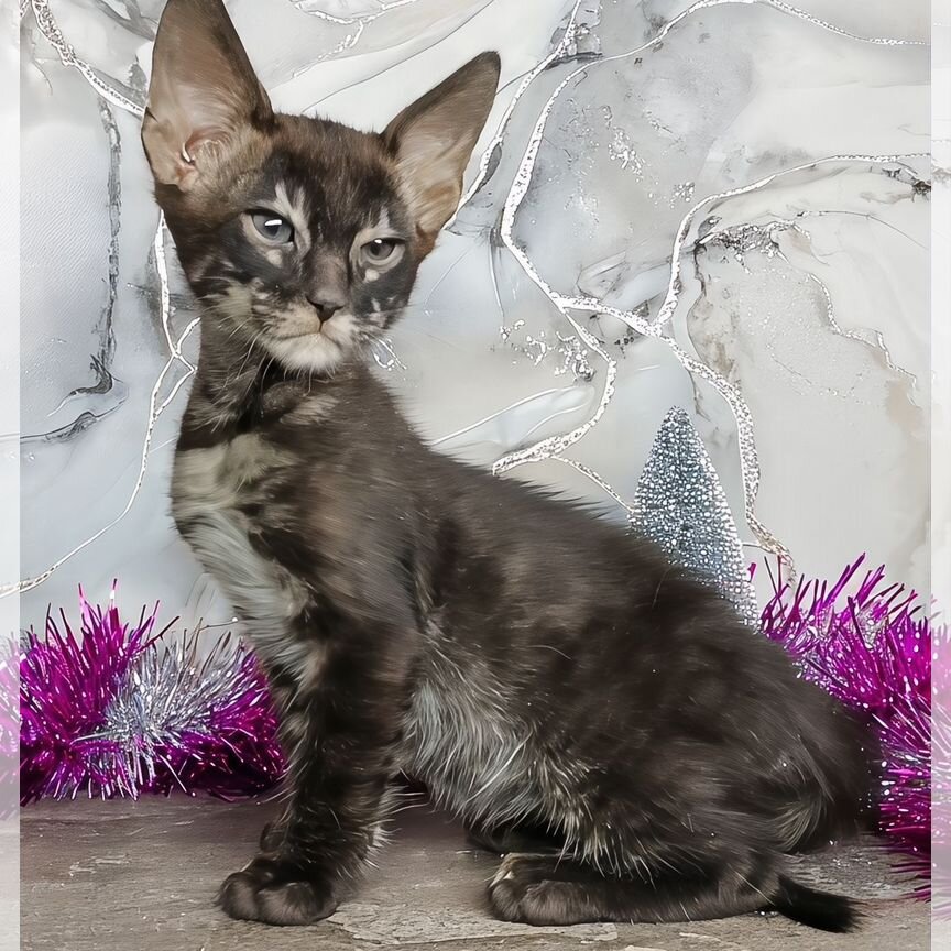 Ориентальный котёнок