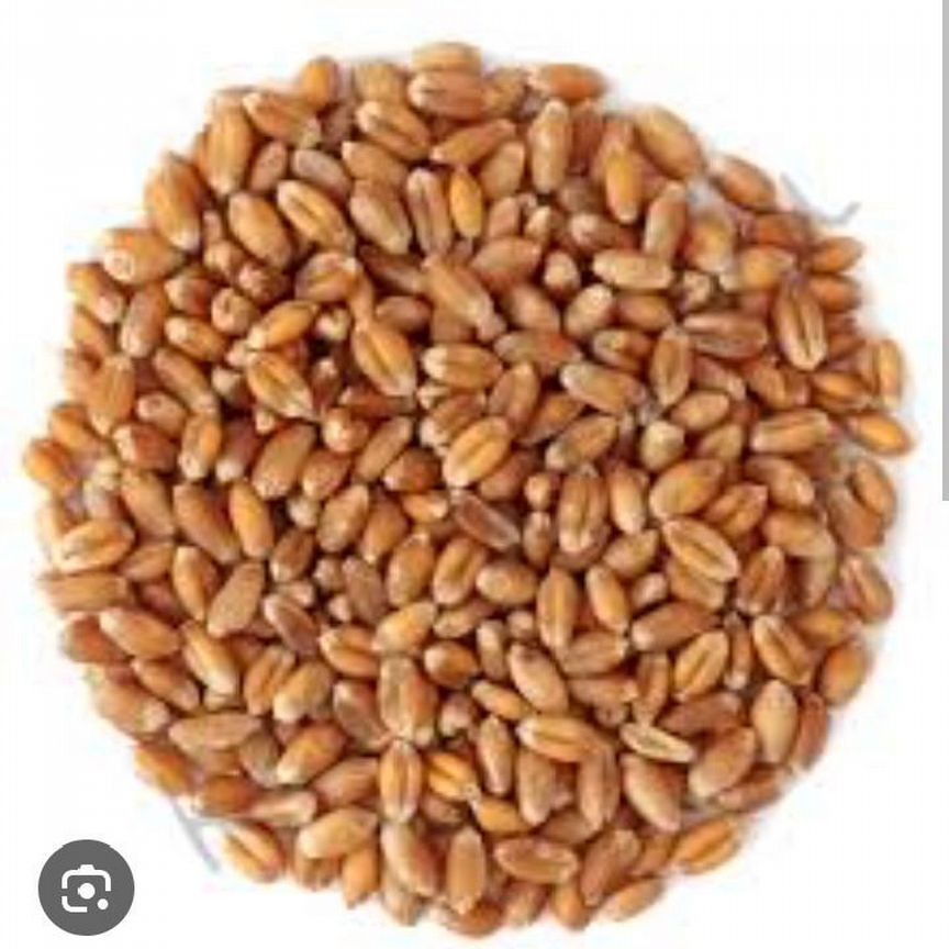 Ячмень овес