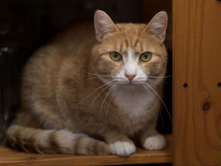 Котик Компотик (кот)