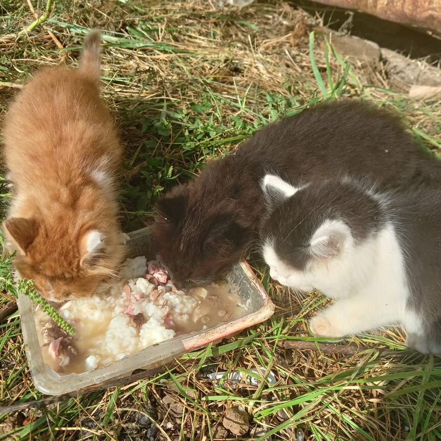 Котята ищут дом