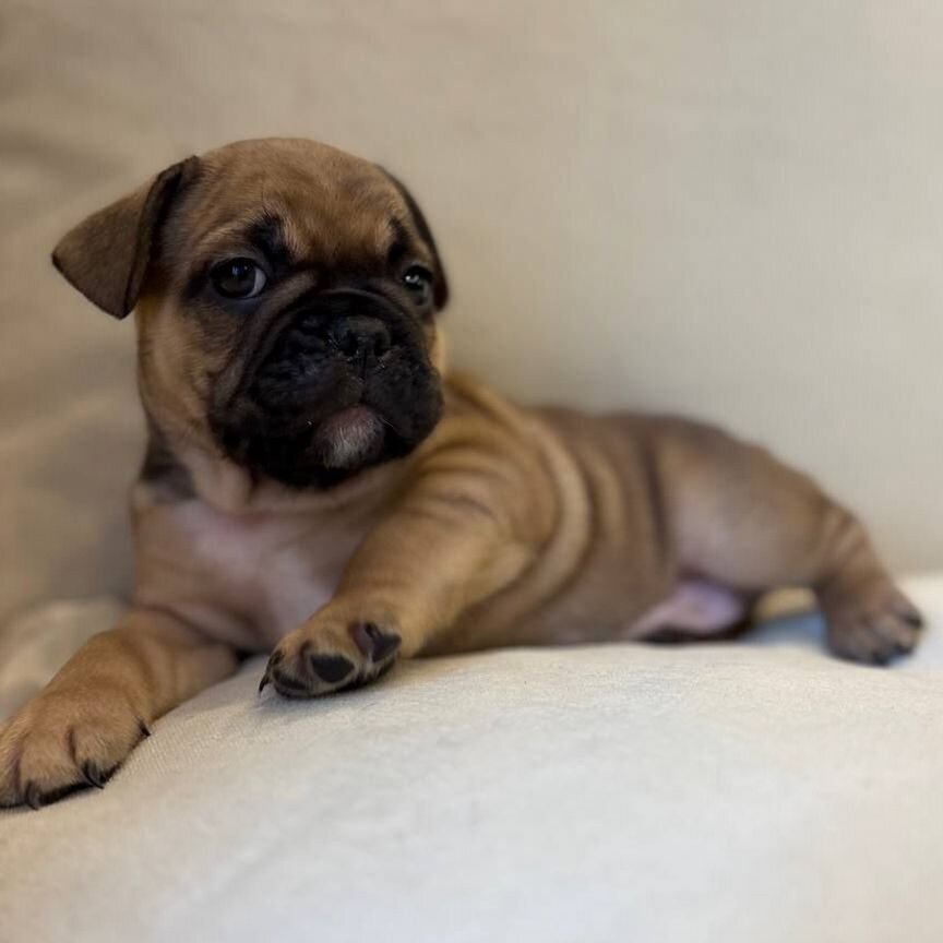 Французский бульдог, щенок