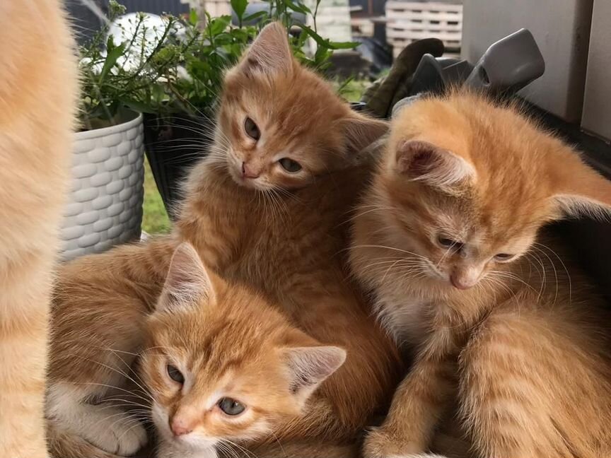 Котята в добрые руки
