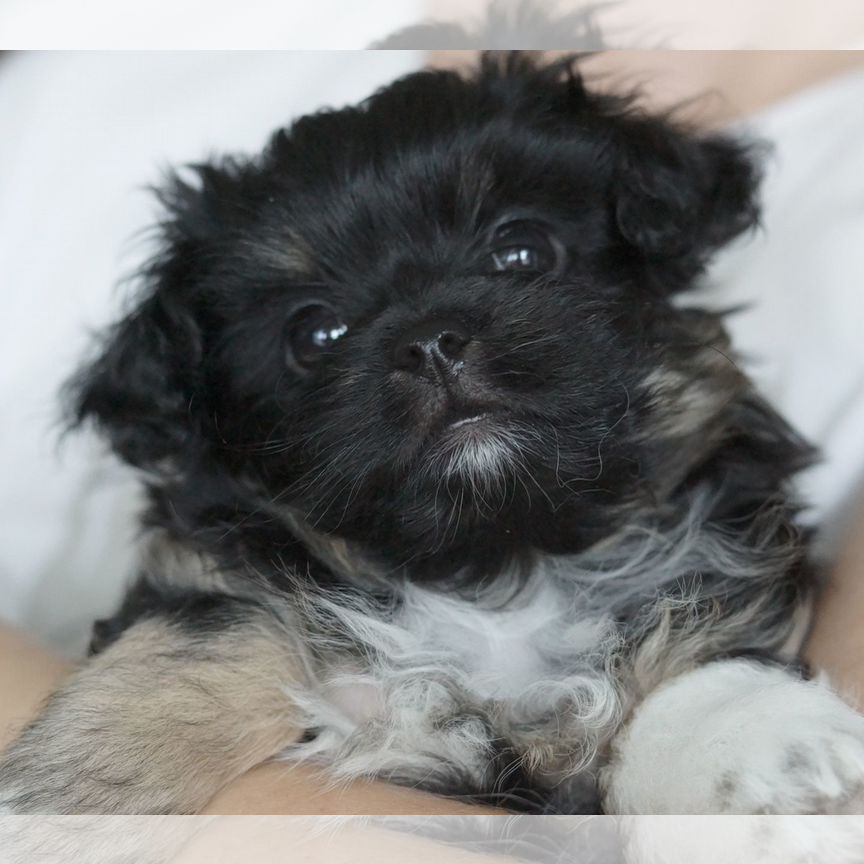 Щенки русской цветной болонки