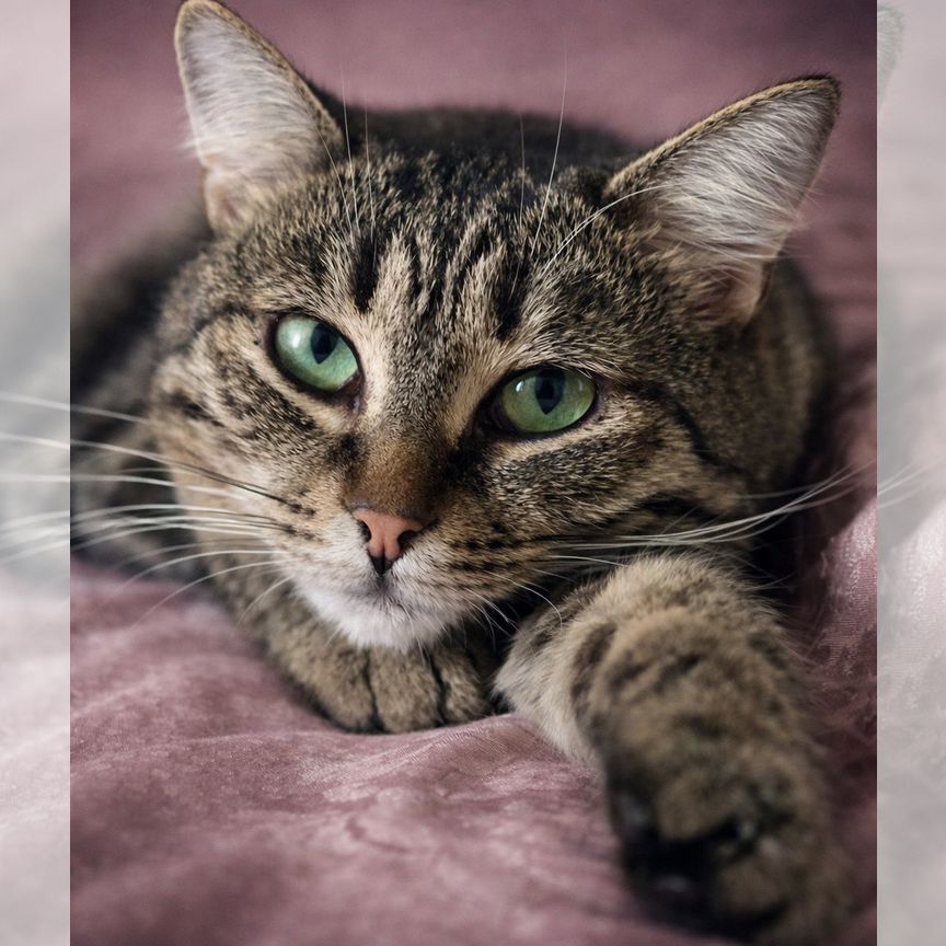 Взрослая кошка из приюта