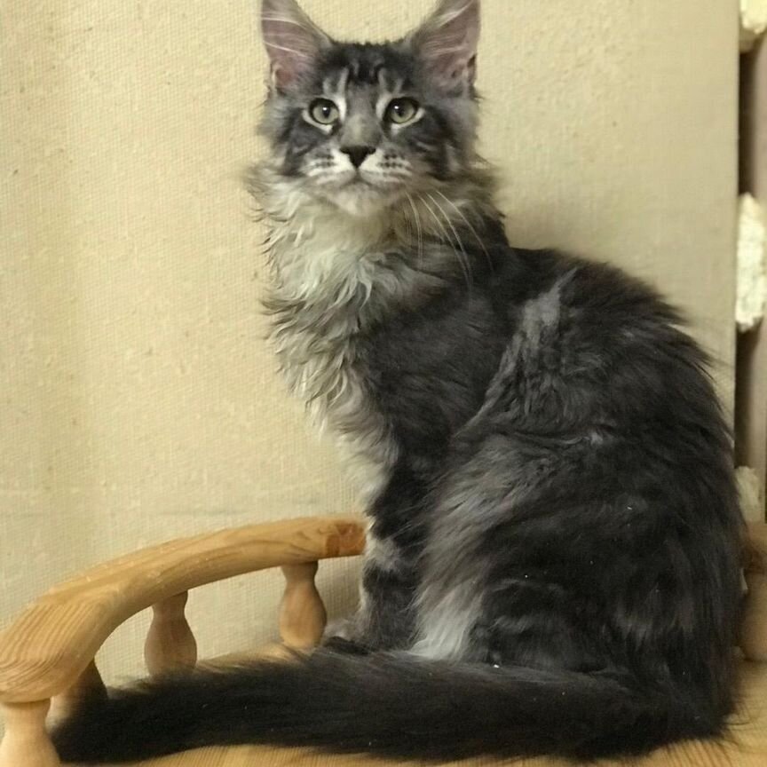 Мейн-куненок Харлей