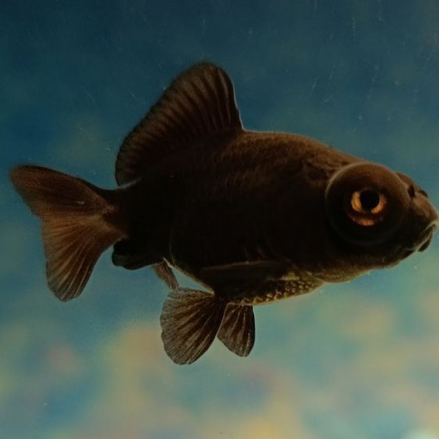 Рыбка черный телескоп