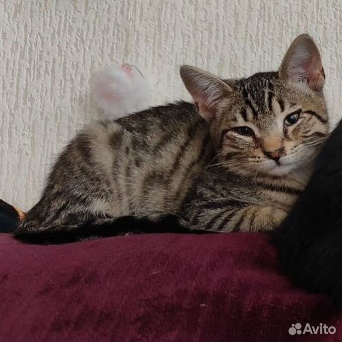 Котик котёнок бесплатно