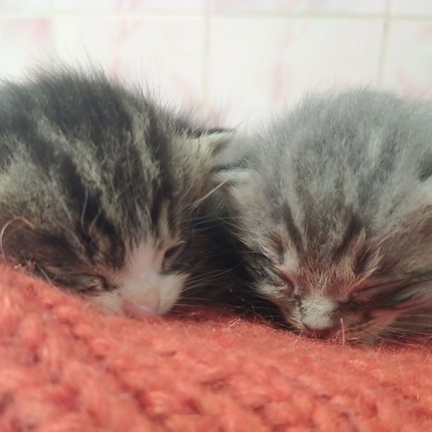 Котята в добрые руки 1 месяц кстово