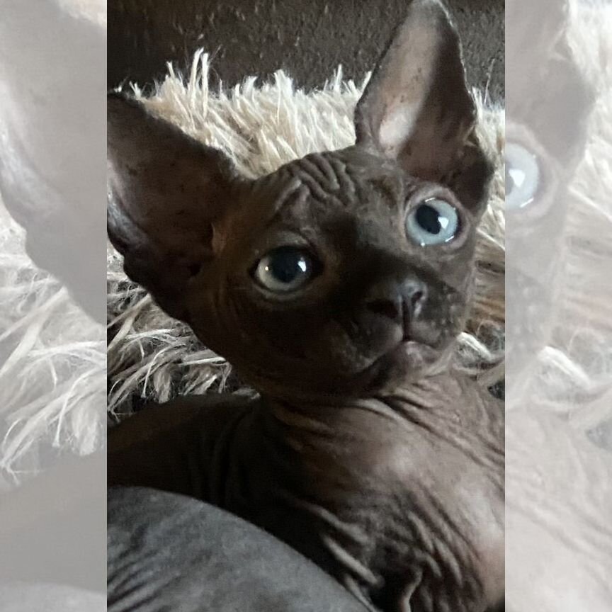 Канадский сфинкс котёнок