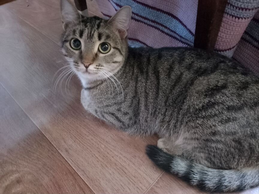 Кошка отдам в хорошие руки